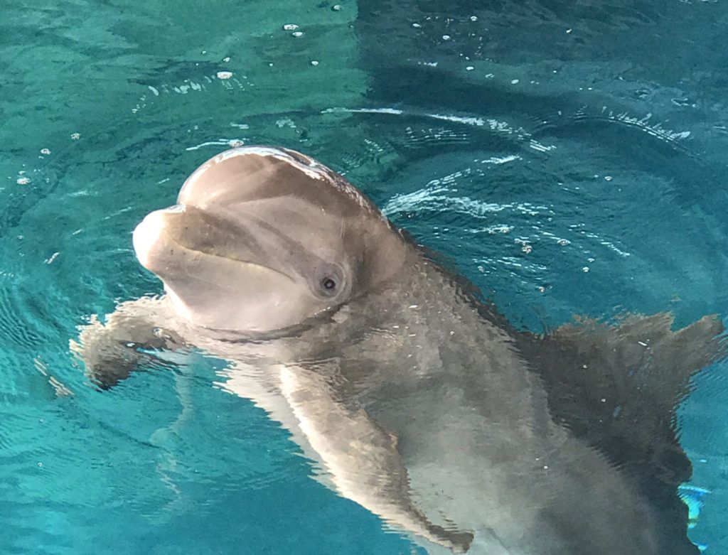 Clearwater Marine Aquarium unveils Winter the Dolphin’s new home ...