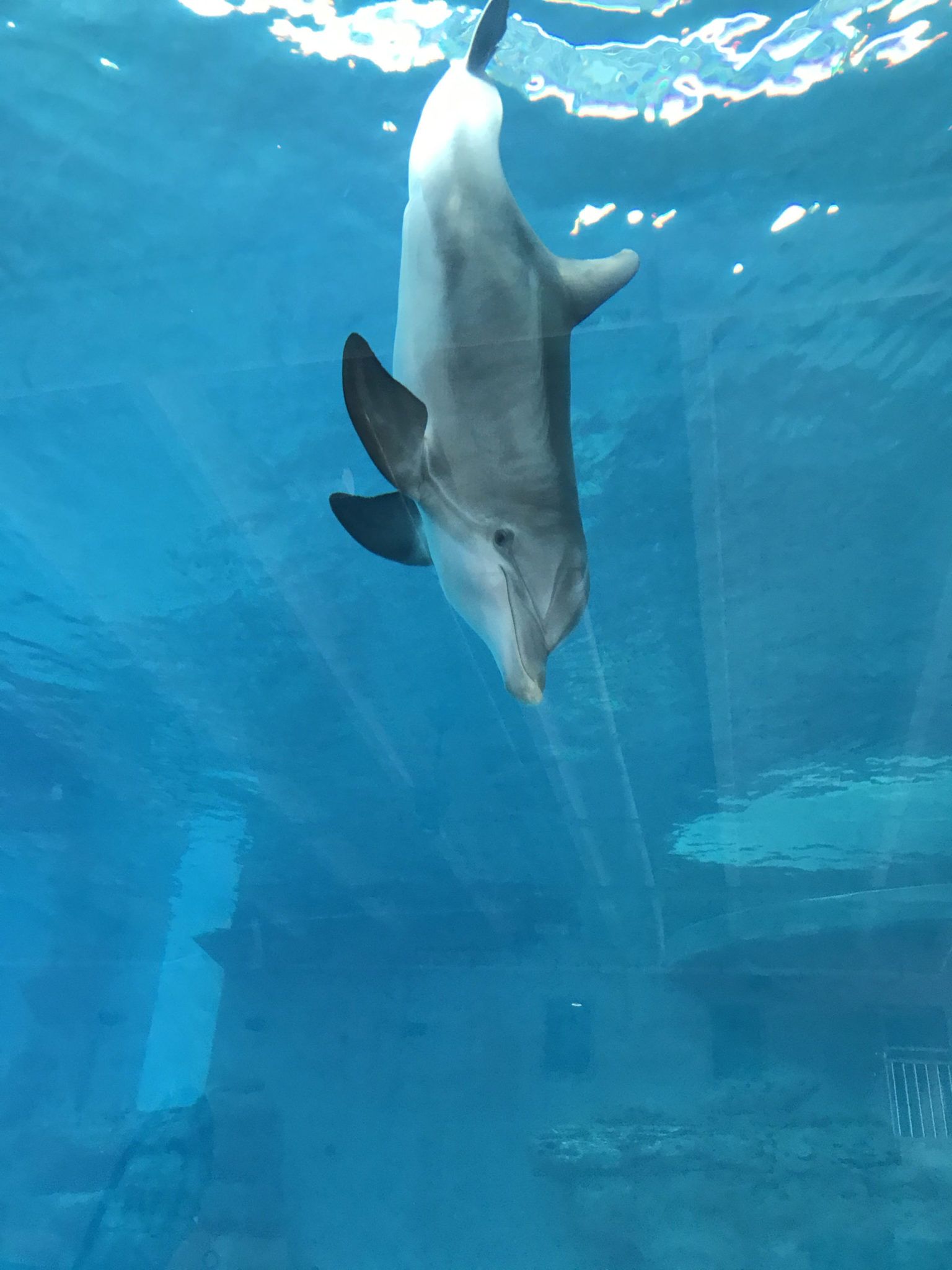 Clearwater Marine Aquarium unveils Winter the Dolphin’s new home ...