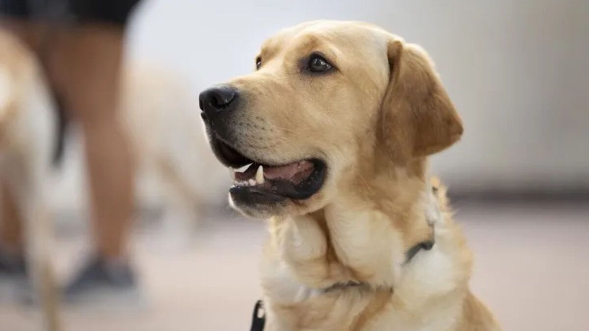 USF St. Petersburg's University Police Department to swear in campus ...